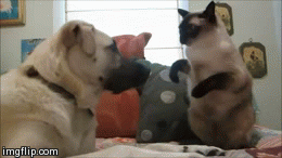 Ruff housing - Imgflip