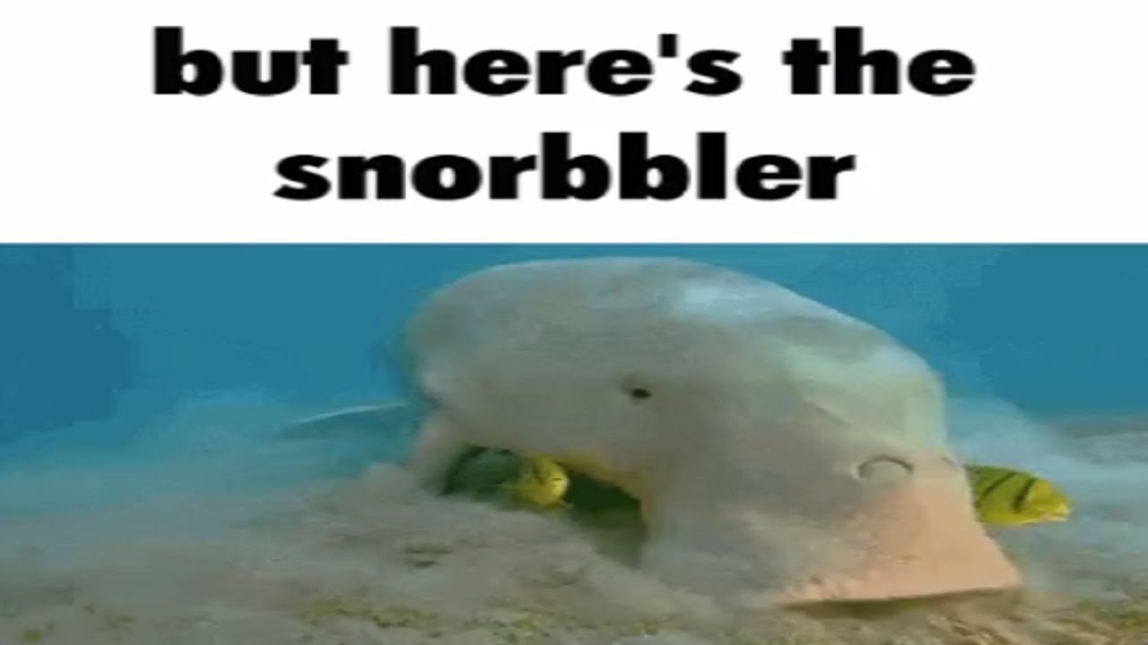 Snorbbler Blank Template - Imgflip
