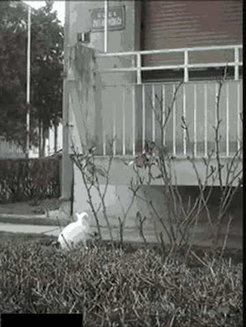 Ninja Kitteh - Imgflip