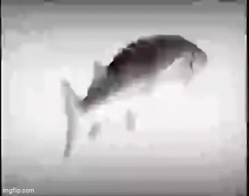 Spinning Fish - Imgflip