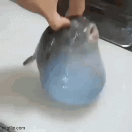 Pufferfish - Imgflip
