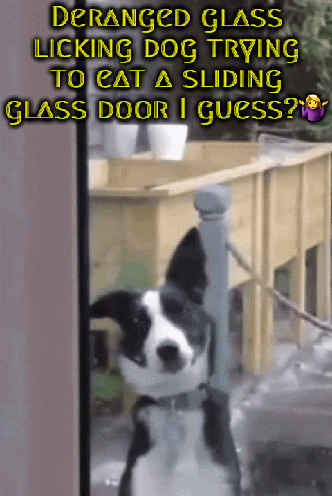 Deranged Dog - Imgflip