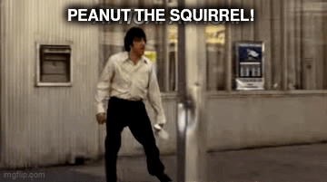 peanut the squirrel - Imgflip