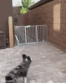 Comes and goes over the gate - Imgflip
