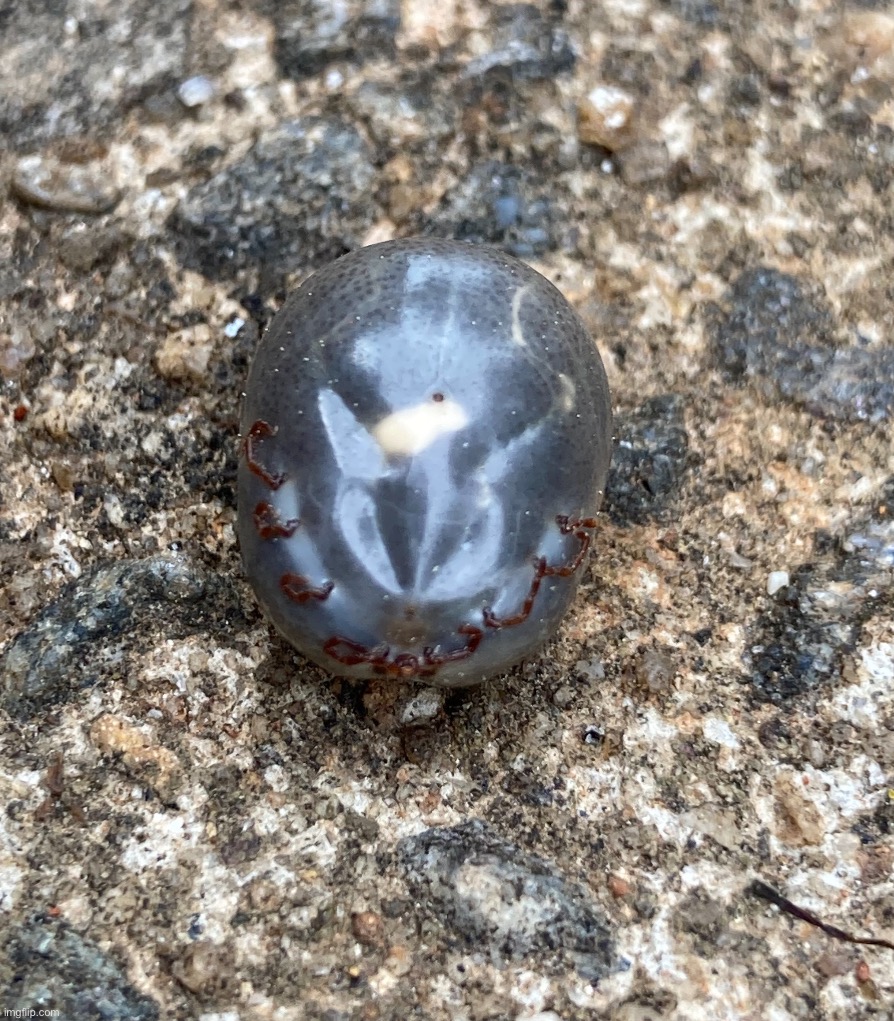 A full tick - Imgflip