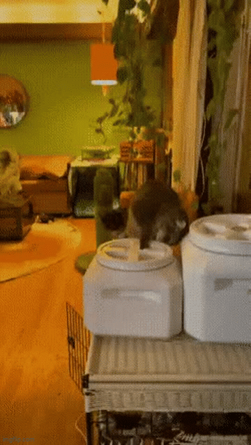 Cat wants it's treat - Imgflip