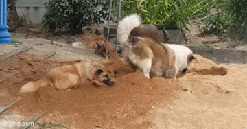 Dig and bury friend - Imgflip