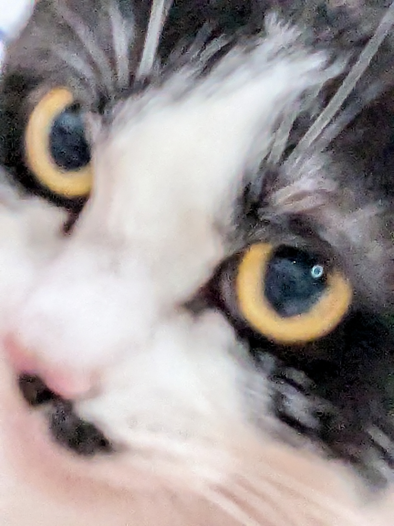 Po Blank Template - Imgflip