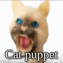 cat puppet - Imgflip