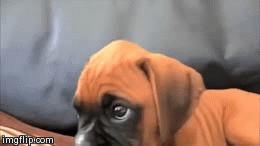 Puzzled Puppy - Imgflip