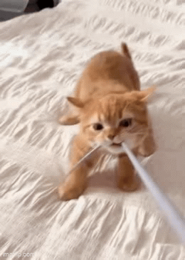 Kitten Power ! - Imgflip