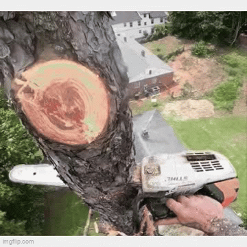 Successfully Combining His Two Businesses - Tree Surgeon And Roofer ...