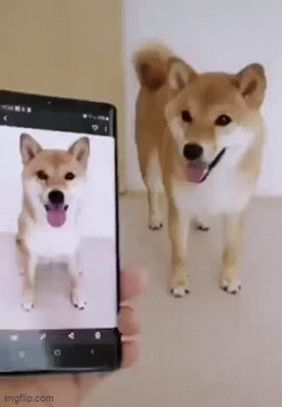 Dog training is easy - Imgflip