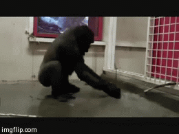 Do The Monkey Dance - Imgflip