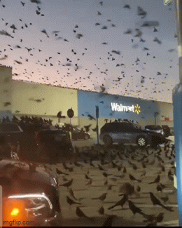 walmart invaded - Imgflip