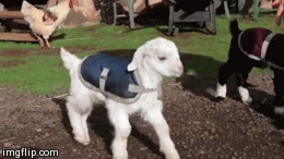 Frostie the snow goat is dead - he was a good goat | Metro News