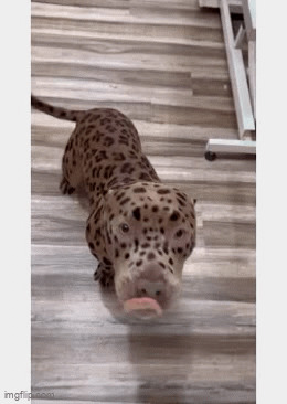Now That Is A Spotty Dog ! - Imgflip