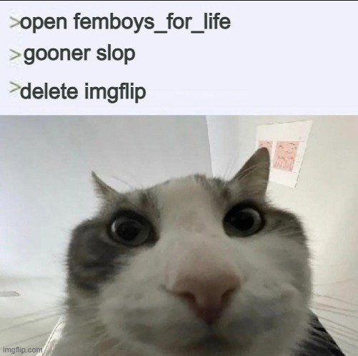 Cat looks inside - Imgflip