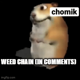 Chomik - Imgflip