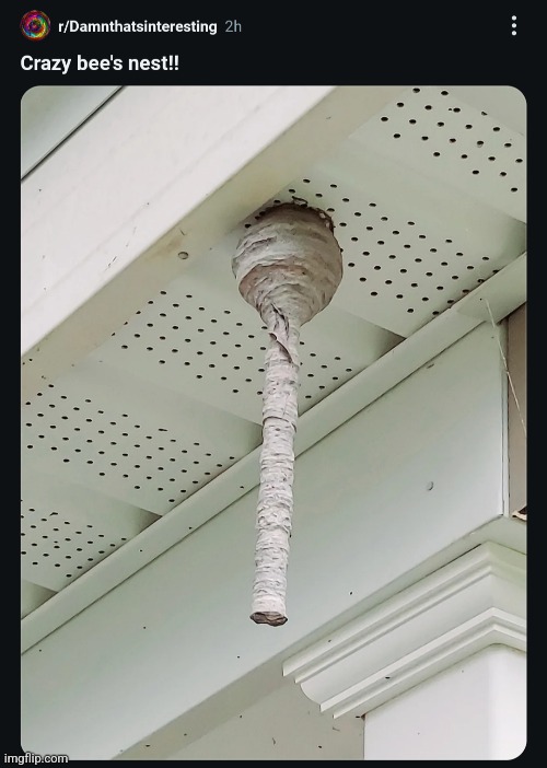 Would you stick that up your butt for 4 dollars? - Imgflip