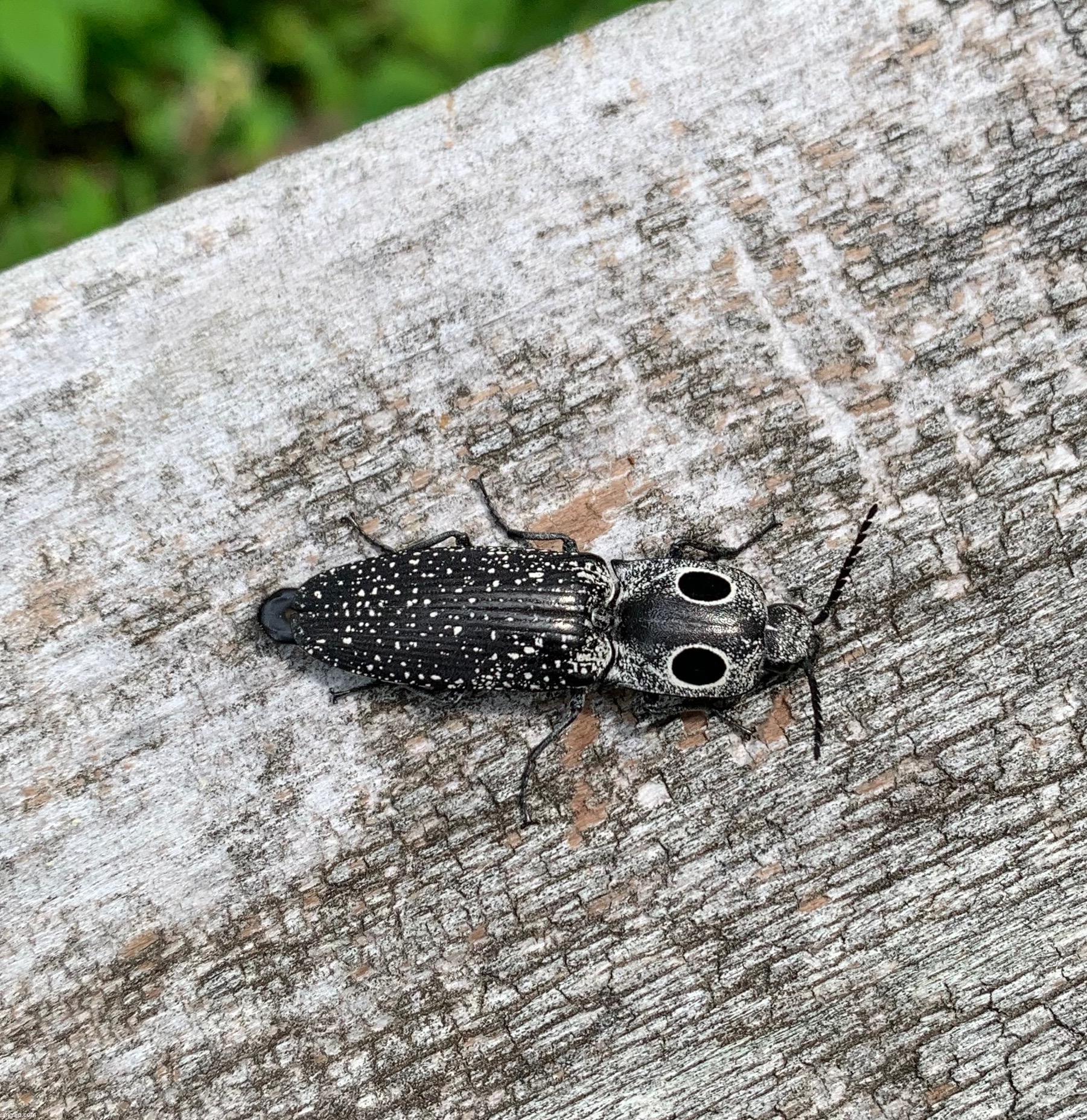 Eastern eyed click beetle - Imgflip
