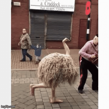 Wait A Minute ... That's Not A Real Emu ! - Imgflip
