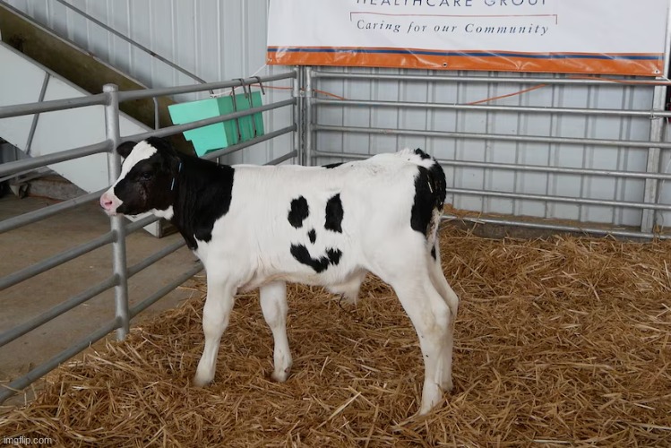 wow what a nice totally normal cow - Imgflip