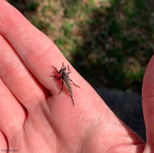 ROBBER FLY! - Imgflip
