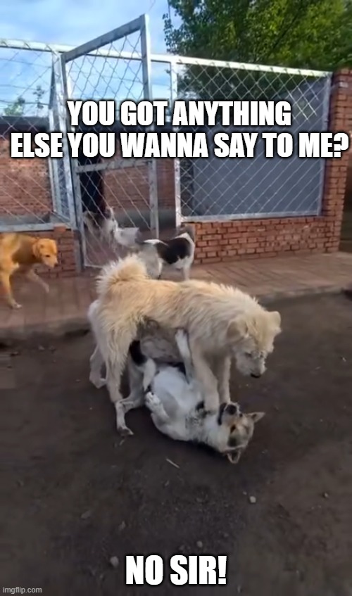 You WISH you were this Alpha! | Iowa Hawkeyes fan forums - Hawkeye Beacon