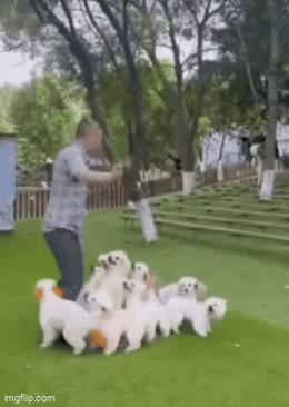 Puppies Skipping ! - Imgflip