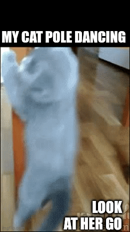 Dancing Cat - Imgflip