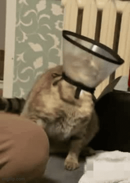 Wearing The Cone Of 'Dance' ! - Imgflip