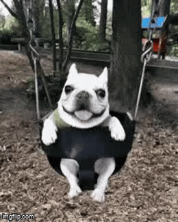 pibble is died - Imgflip