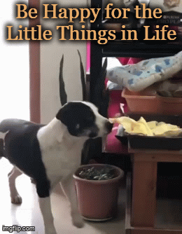 Happy, happy dog, happy, happy, happy guy! - Imgflip