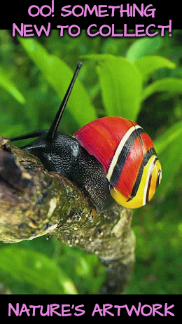Have Your Snail & Eat it, Too - Imgflip