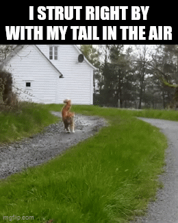 Cat Strut - Imgflip