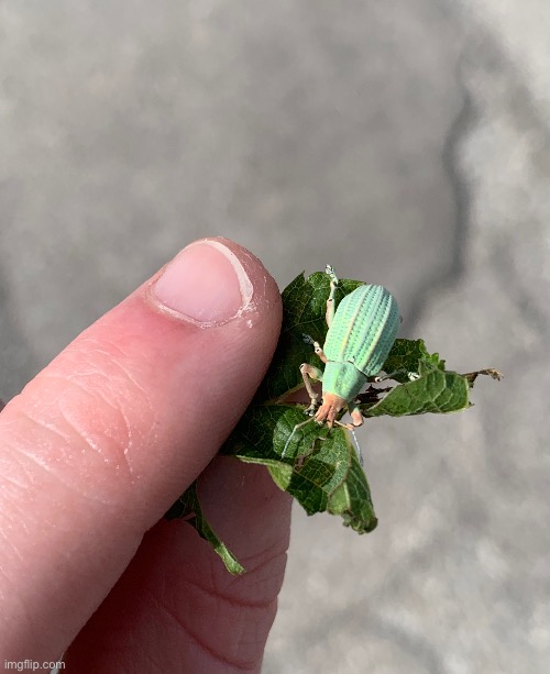 Interesting colored weevil - Imgflip