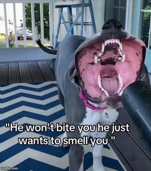 Friendly dawg - Imgflip