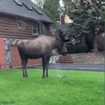 A Cool Moose ! - Imgflip