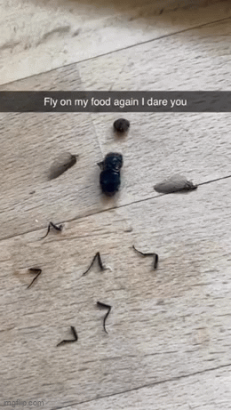 I don't think he will fly there again - Imgflip