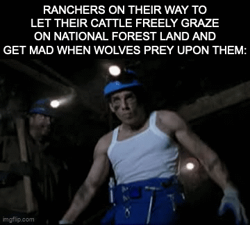 WILDlife have a place in the WILD, your cattle do not - Imgflip