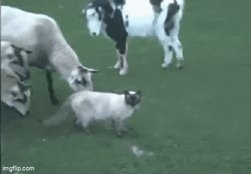 Hey, your new to the flock - Imgflip