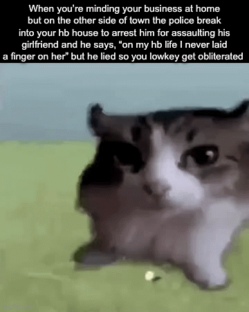 Exploding cat - Imgflip