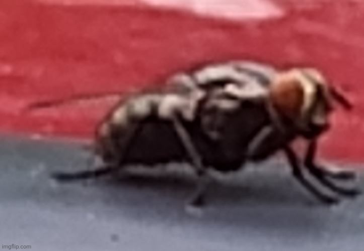 Bug doesn't know what politics is. Bug is happy - Imgflip