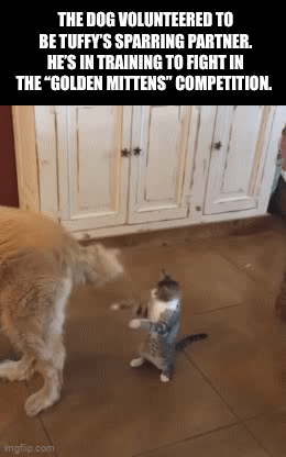 He fights in the middleweight division… - Imgflip