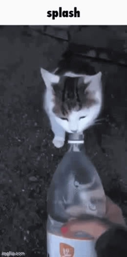 when splash - Imgflip