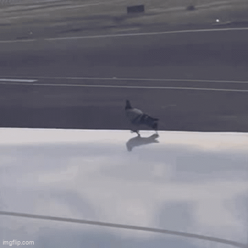 A Pigeons Optimism For A Free Flight ! - Imgflip