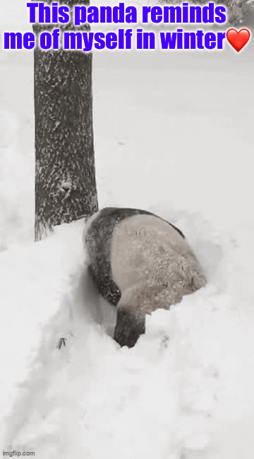 I love snow like this panda - Imgflip