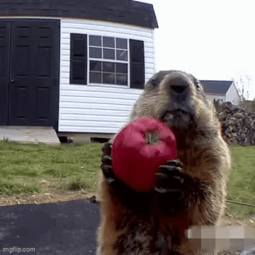 Just A Marmot Eating An Apple - Imgflip