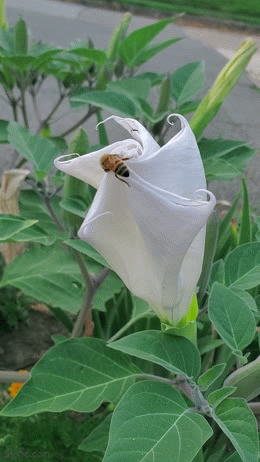 flower rave - Imgflip